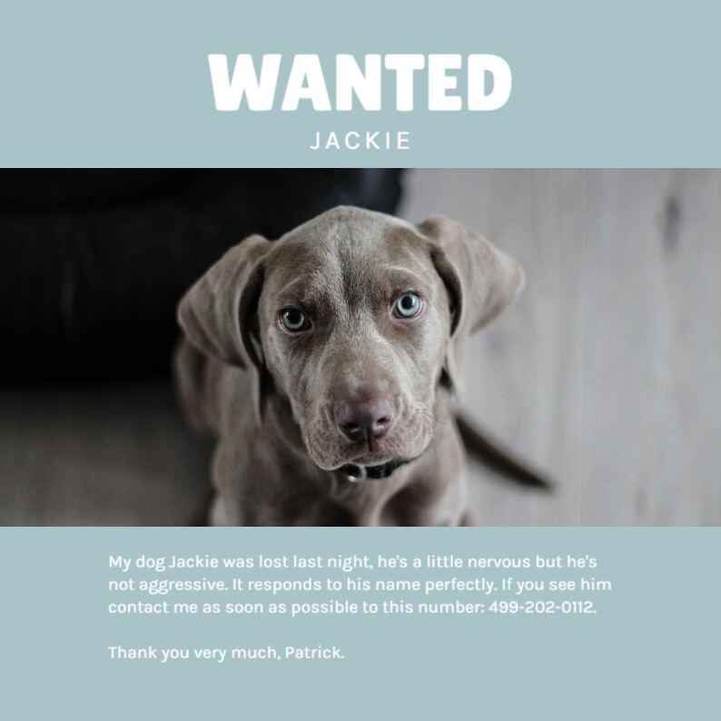 Diseña carteles para buscar a tu mascota en segundos online y gratis