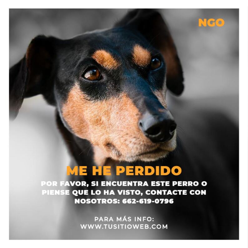 Diseña carteles para buscar a tu mascota en segundos online y gratis