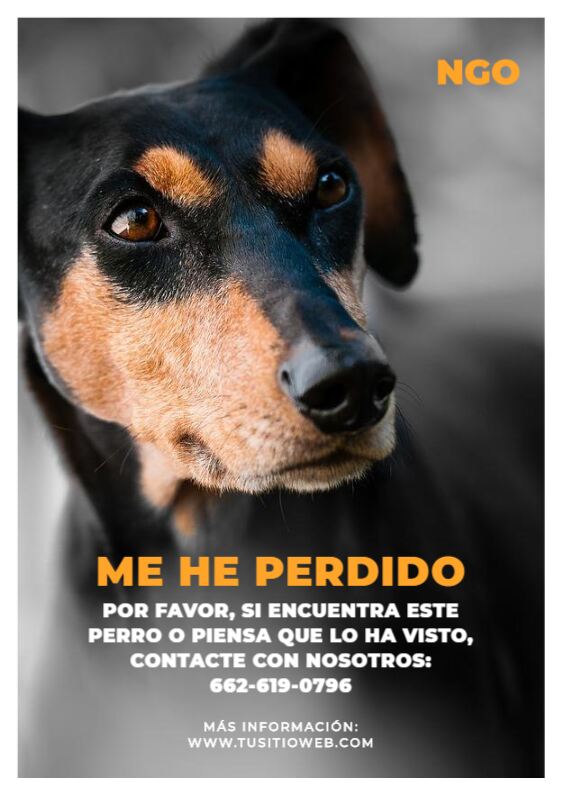 Diseña carteles para buscar a tu mascota en segundos online y gratis