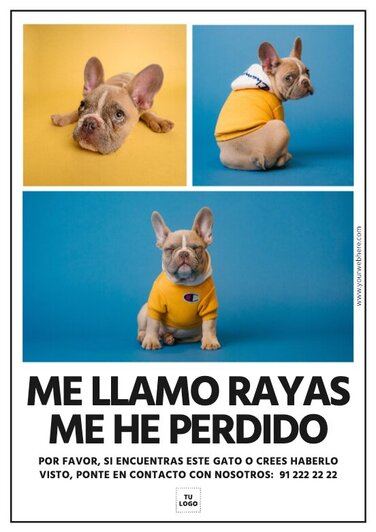 Carteles para buscar a tu mascota para editar online